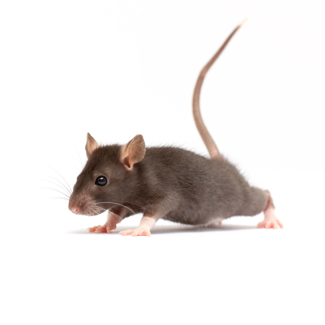 200+ Unique Animals That Start with P - Richmond Mom