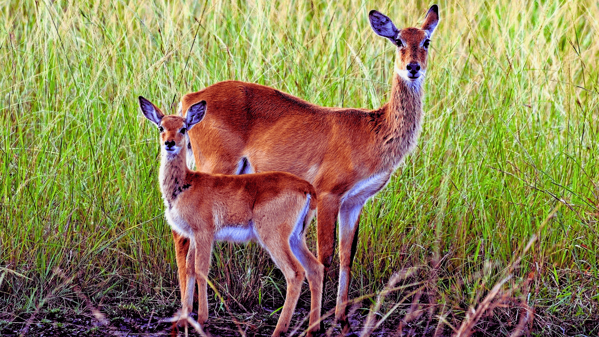 31 Unique Animals That Start With U You Should Know - Richmond Mom