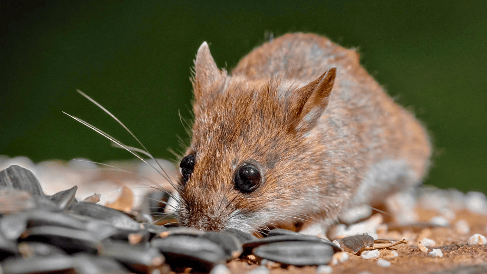 31 Unique Animals That Start With U You Should Know - Richmond Mom