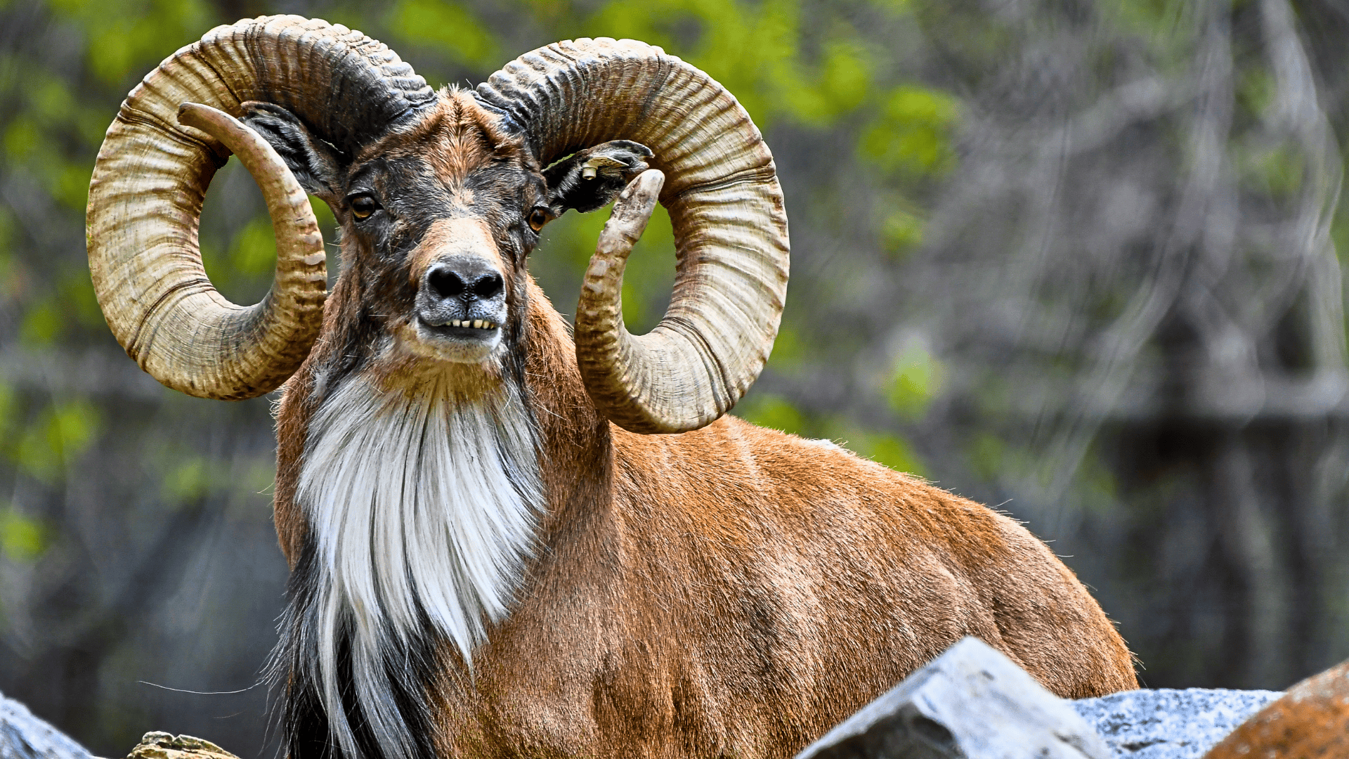 31 Unique Animals That Start With U You Should Know - Richmond Mom