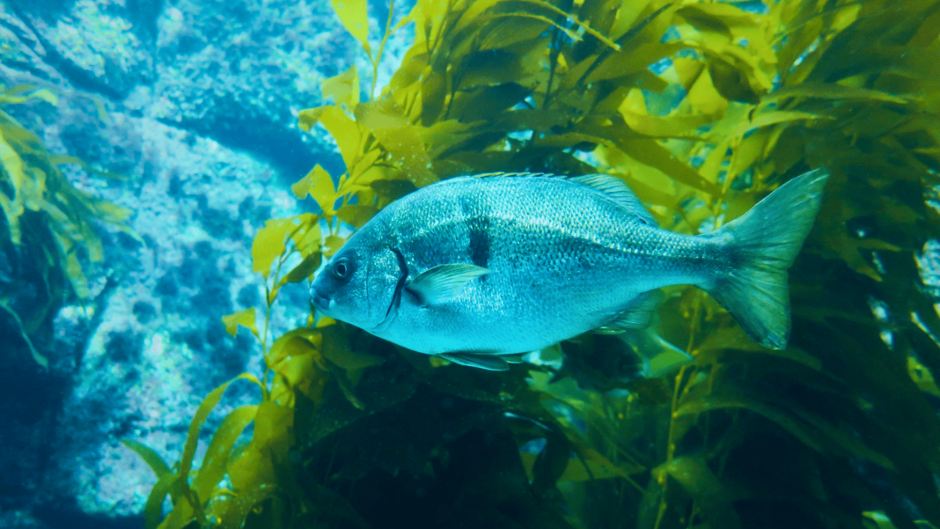 47 Animals That Start With X You Should Know About - Richmond Mom