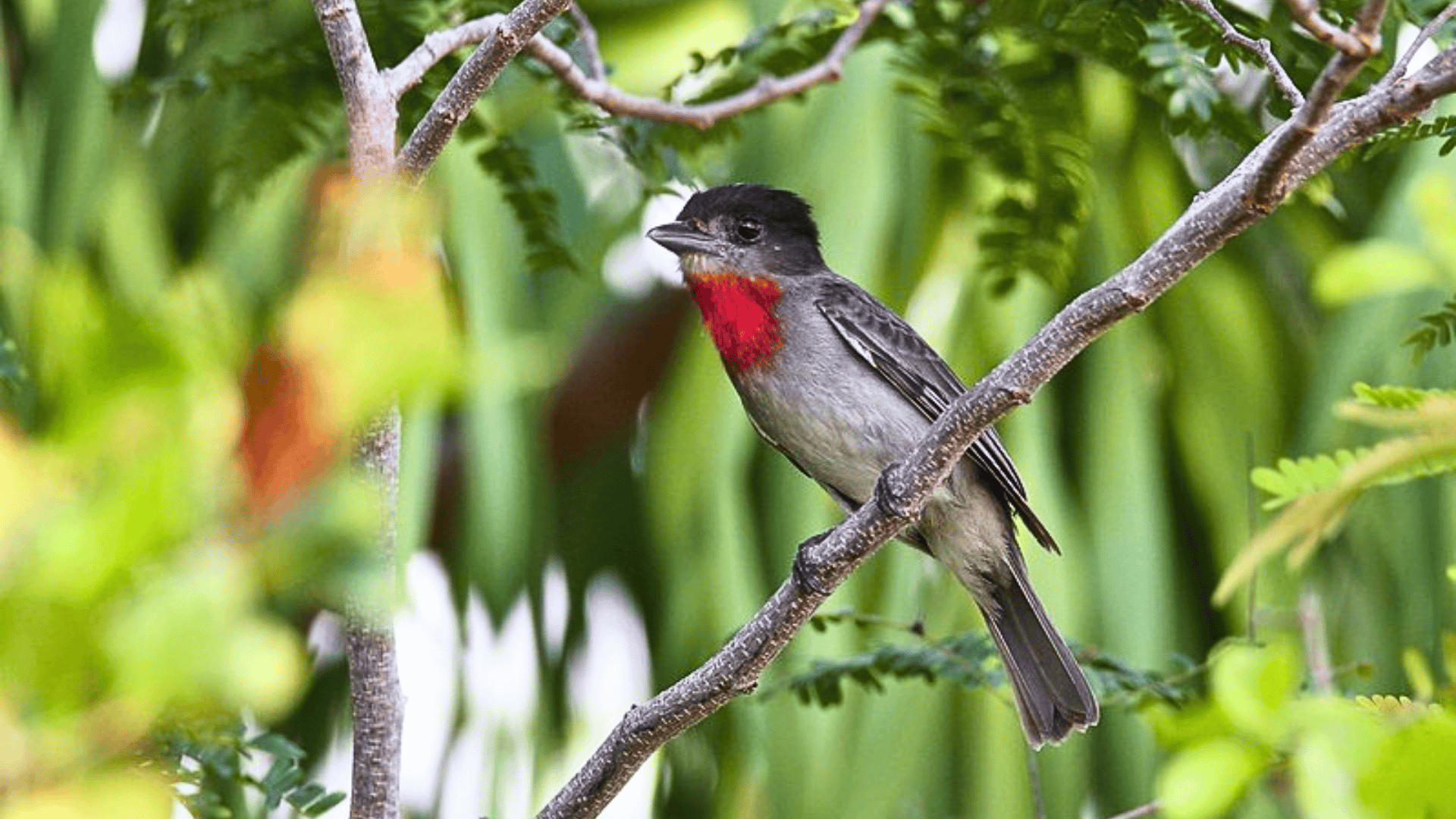 47 Animals That Start With X You Should Know About - Richmond Mom