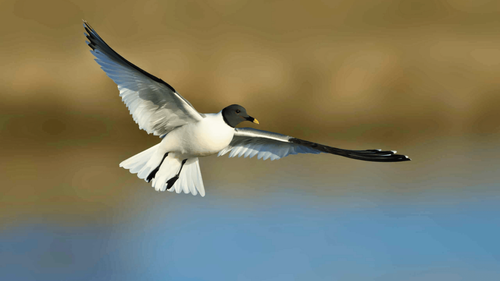 47 Animals That Start With X You Should Know About - Richmond Mom