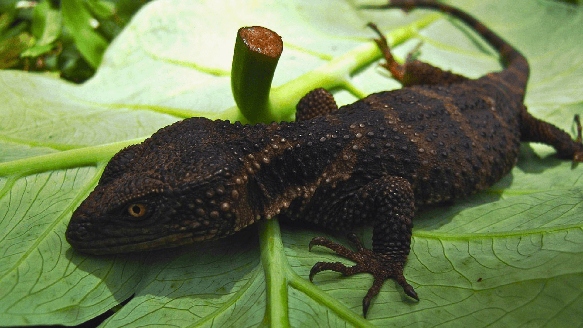 47 Animals That Start With X You Should Know About - Richmond Mom