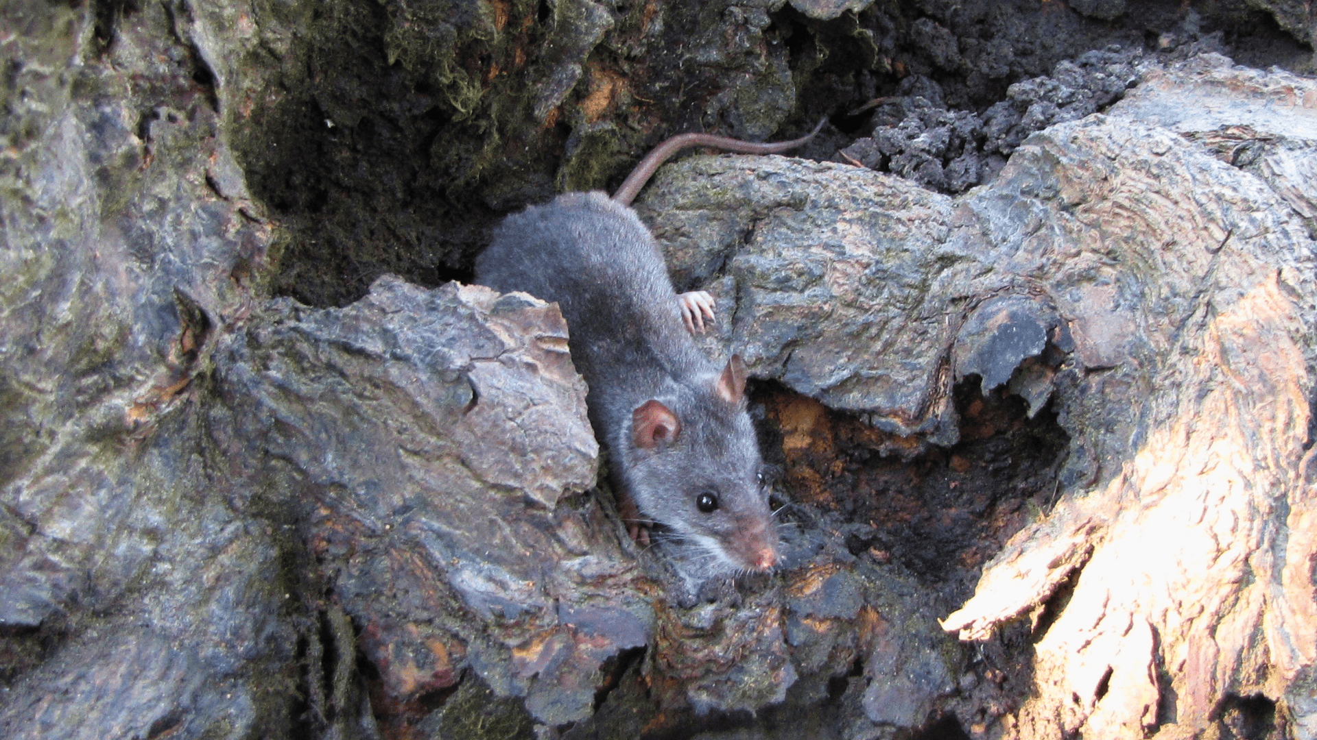 47 Animals That Start With X You Should Know About - Richmond Mom