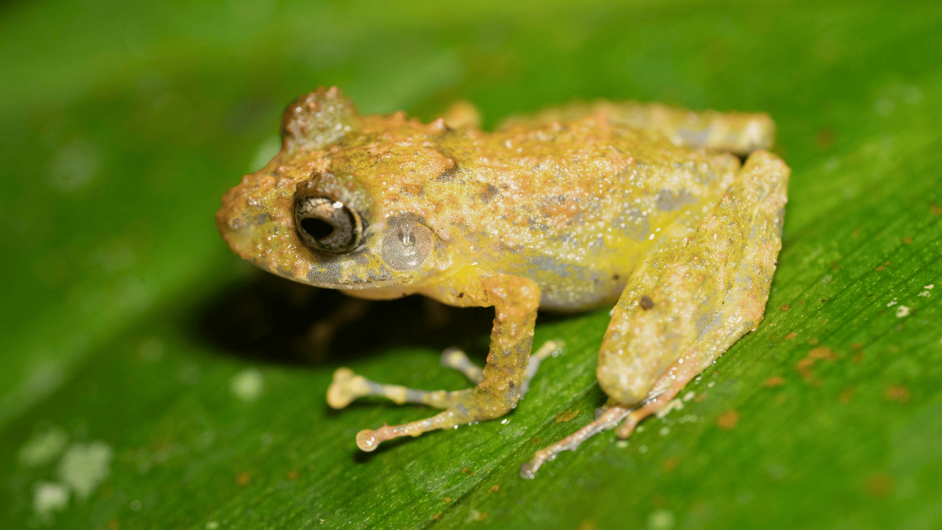 47 Animals That Start With X You Should Know About - Richmond Mom